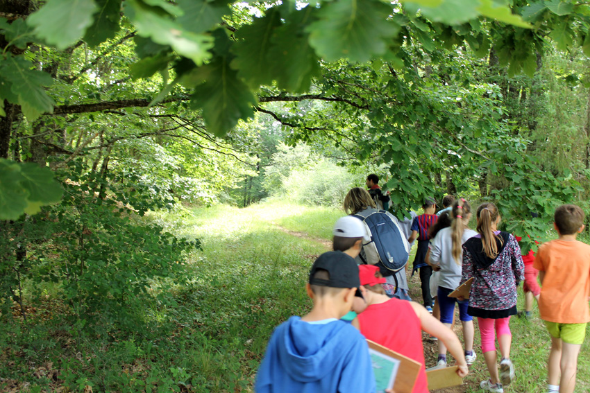 Randonnée en forêt